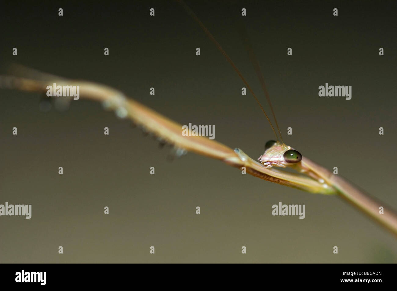 mantids (Mantodea, Mantoptera), portrait, Australia, Northern Territory ...