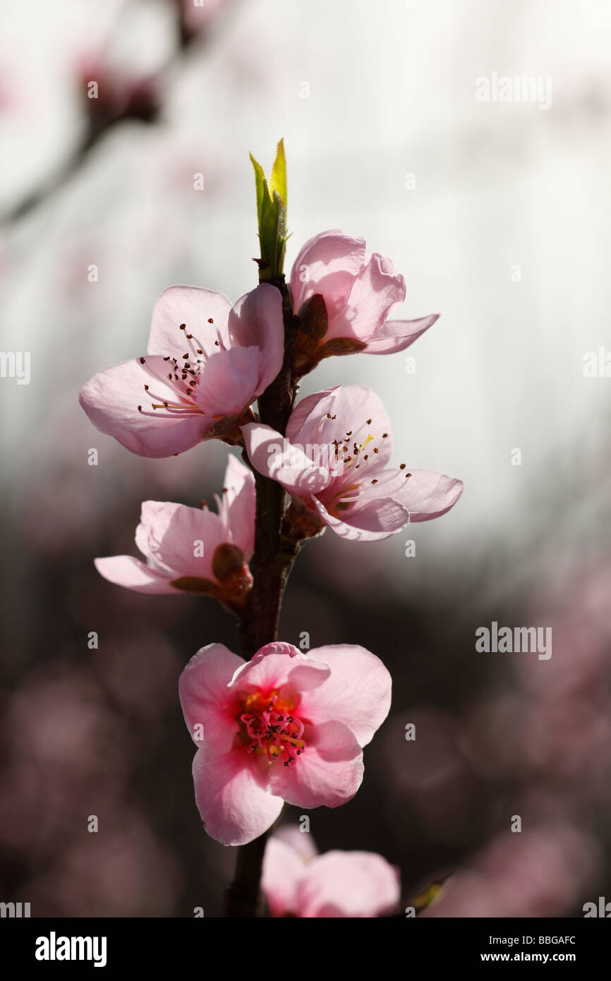 Flowers of peach, peach tree (Prunus persica), La Palma, Canary Islands ...