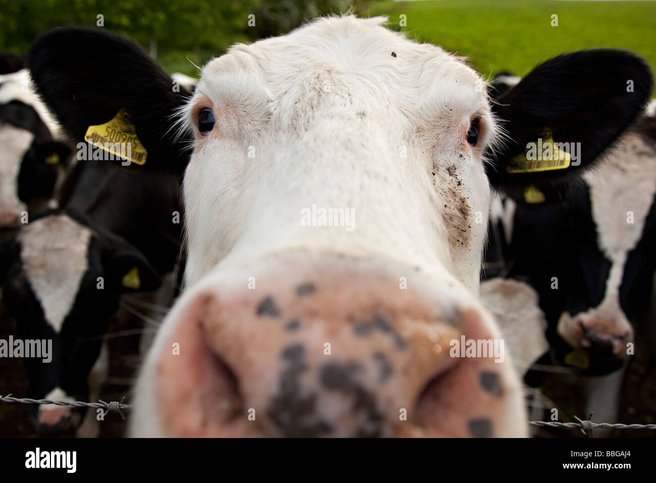 A close up of a cow Stock Photo - Alamy
