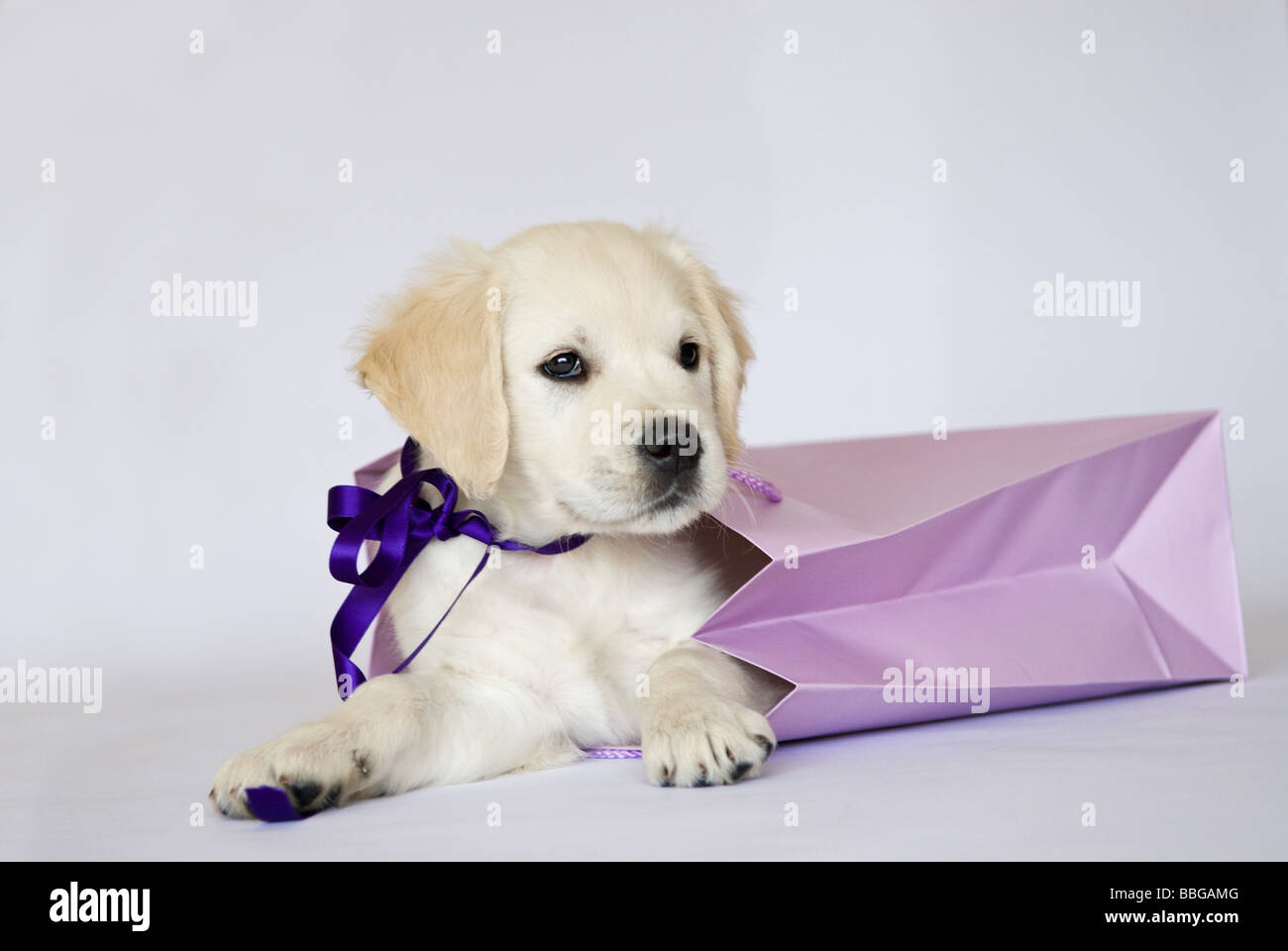 8 week old Golden Retriever Pup Stock Photo - Alamy
