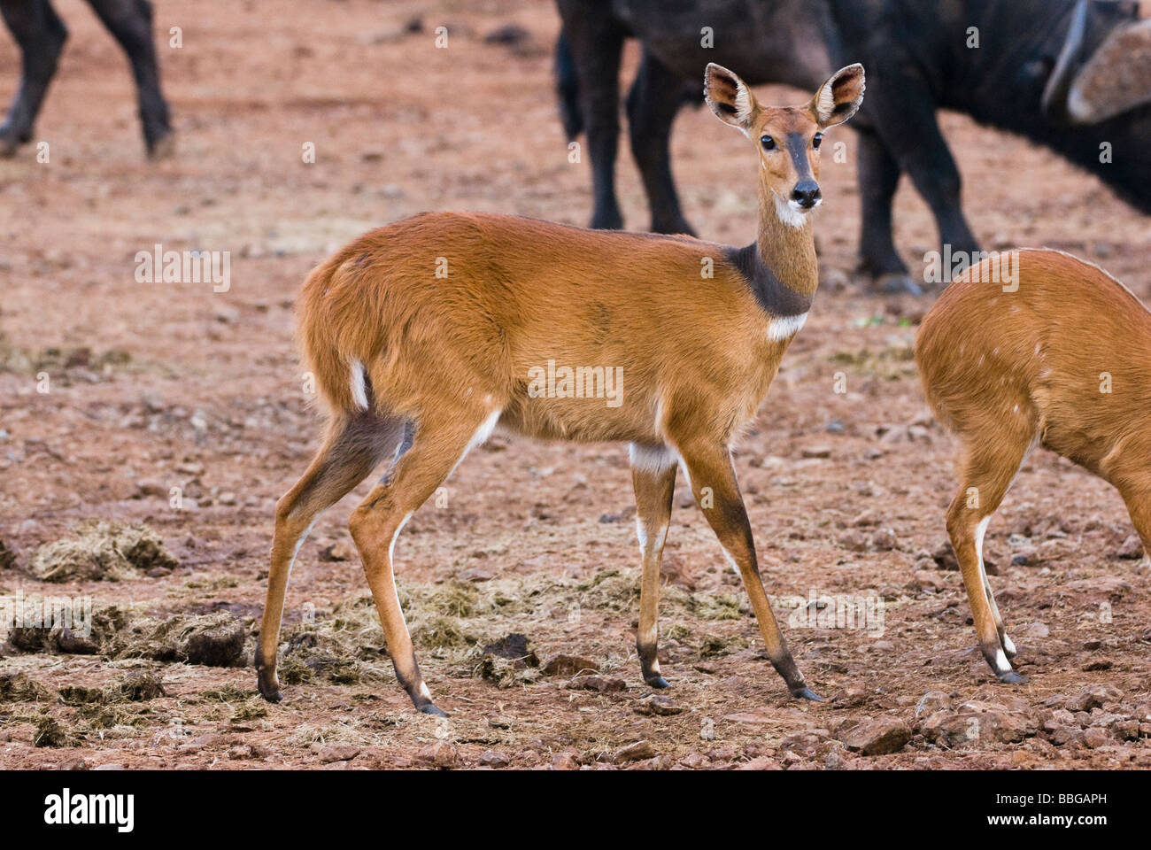 female Bushbuck Tragelaphus scriptus THE ARK ABERDARE NATIONAL PARK ...