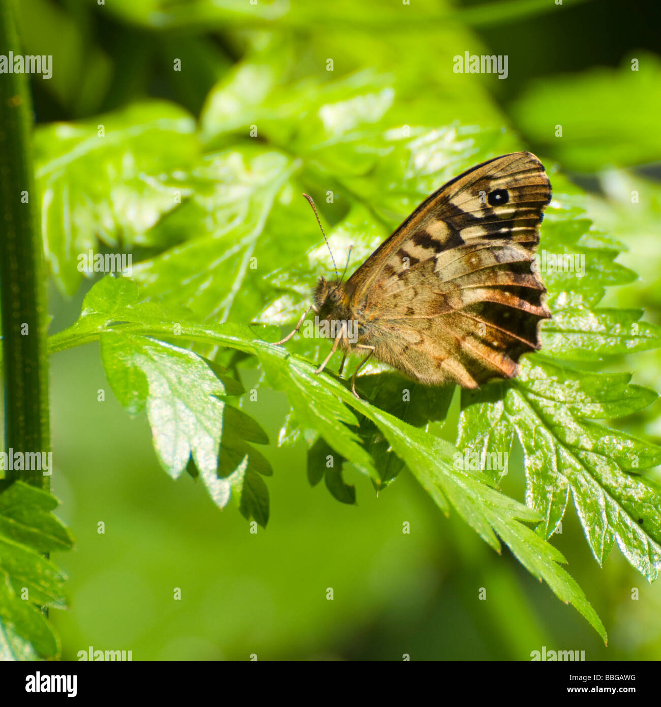 Speckled wood pararge aegeria adult hi-res stock photography and images ...