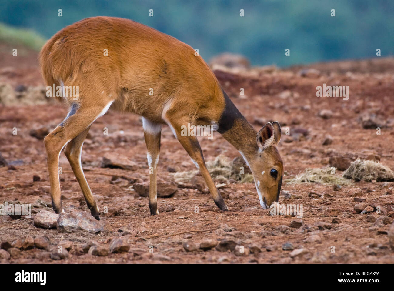 Female bushbuck tragelaphus scriptus ark hi-res stock photography and ...