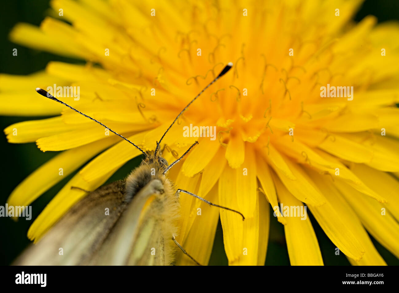 A close-up of a butterfly feeding Stock Photo - Alamy