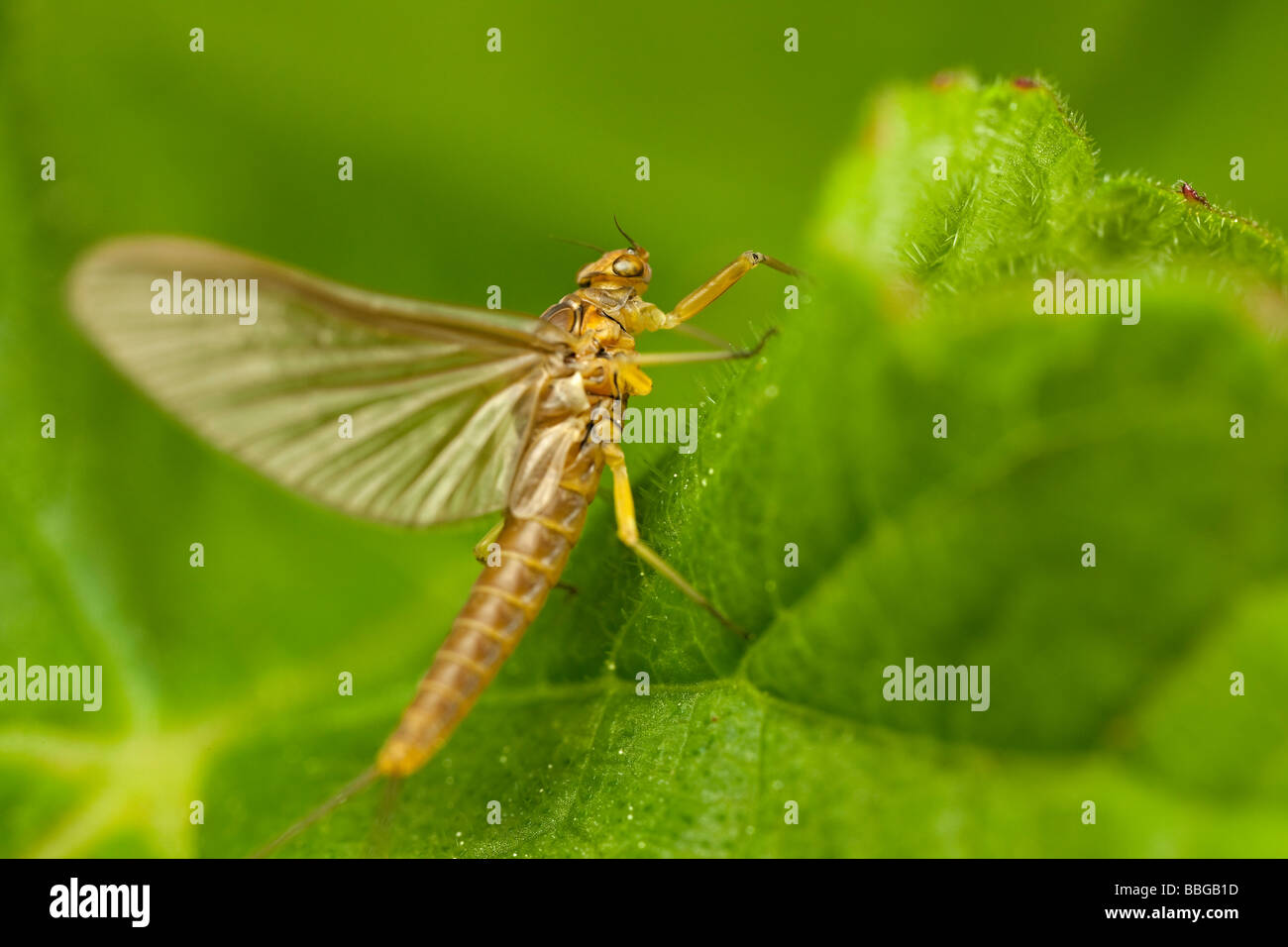 A close-up of a mayfly Stock Photo - Alamy
