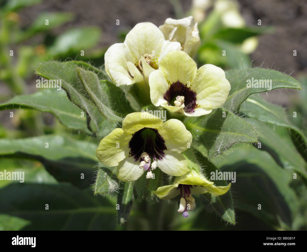White henbane (Hyoscyamus albus), La Palma, Canary Islands, Spain ...