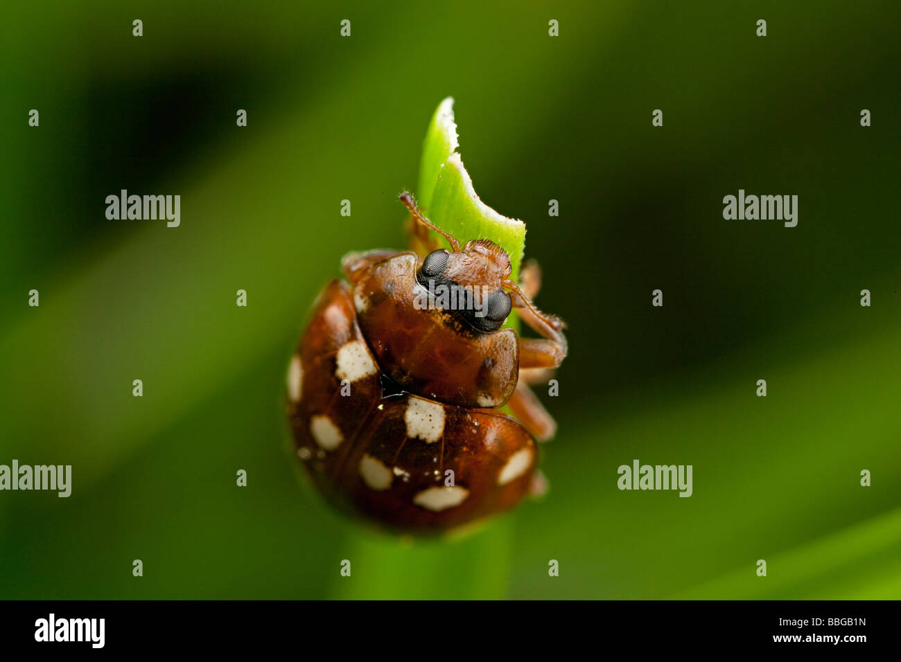 Cream spot hi-res stock photography and images - Alamy