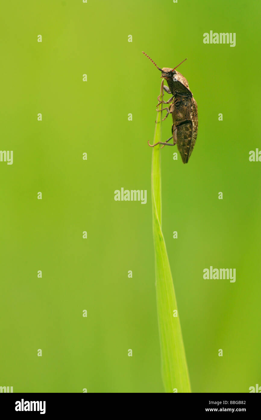 Click beetle hi-res stock photography and images - Alamy