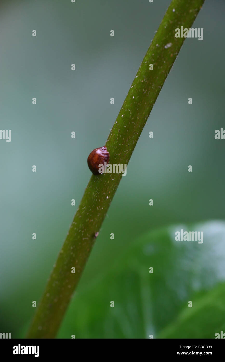Unknown Egg on a Stem Stock Photo - Alamy