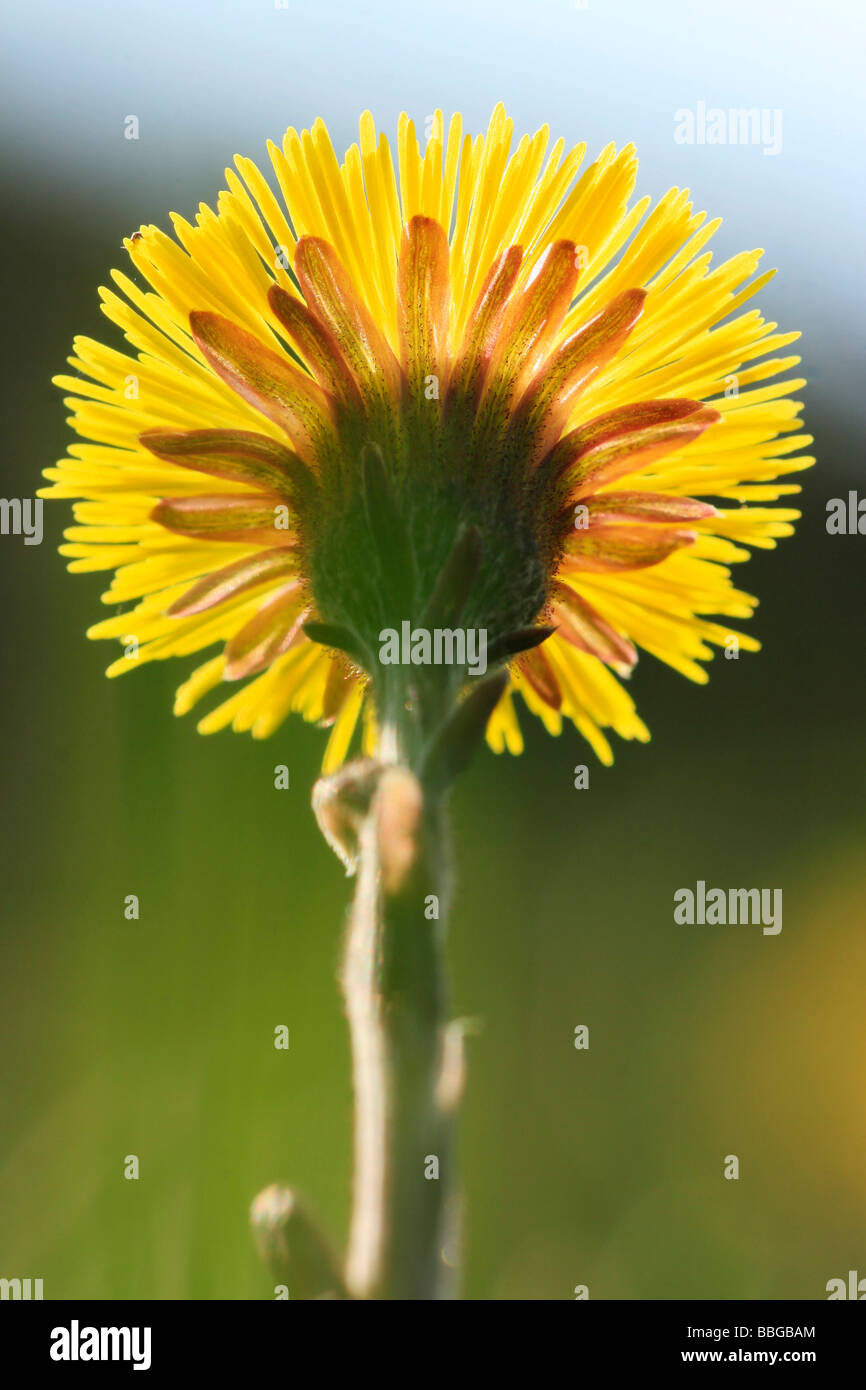 Tussilago farfara flower hi-res stock photography and images - Alamy