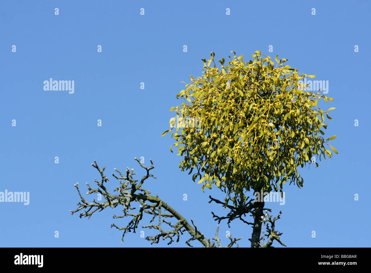 Blue Mistletoe High Resolution Stock Photography and Images - Alamy