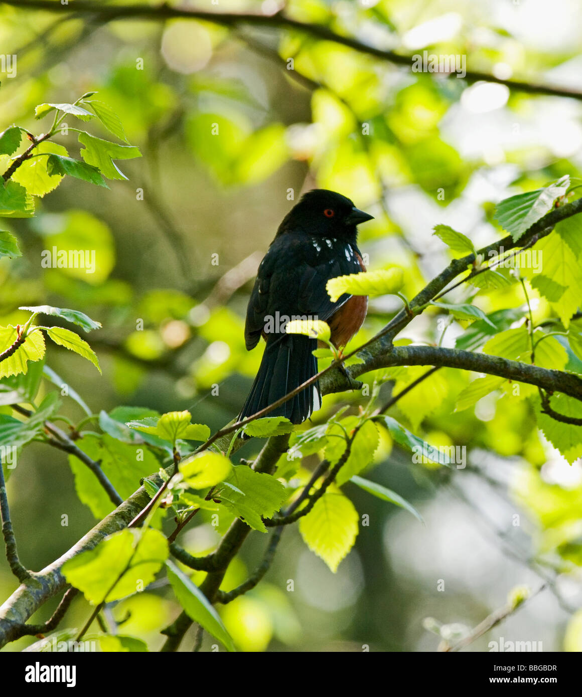 Towhee songbird hi-res stock photography and images - Alamy