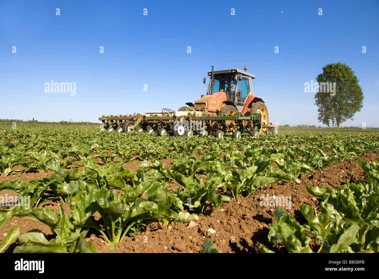 Tractor Mounted Sugar Beet Hoe Working In The Lincolnshire Fens Stock ...