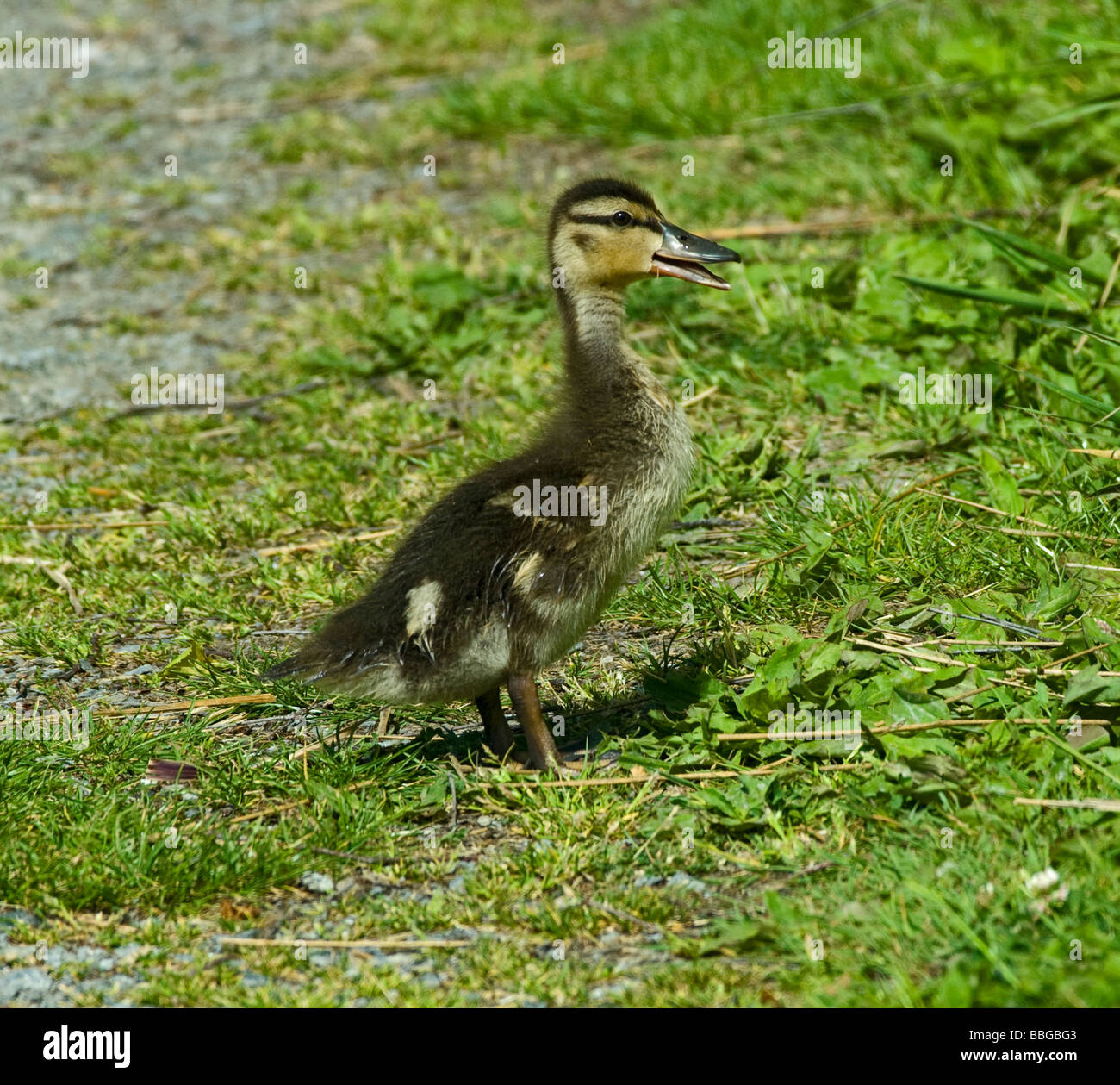 Young duckling hi-res stock photography and images - Alamy
