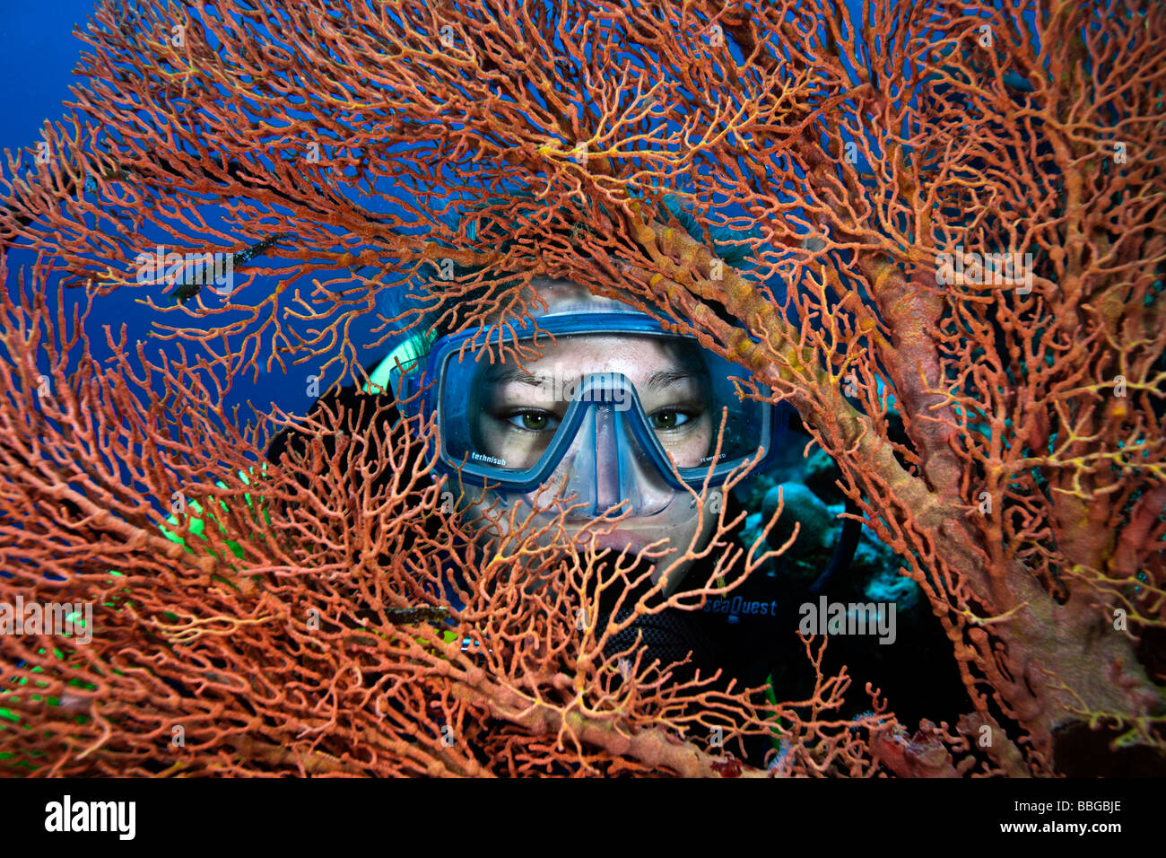 Diver behind a Gorgonian looking into the camera, Indonesia, Southeast ...