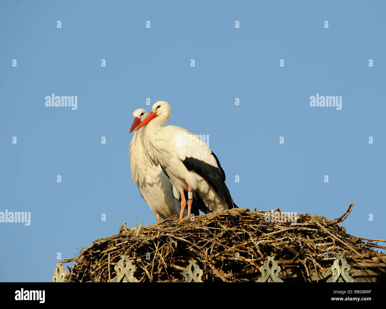 Storks nest hi-res stock photography and images - Alamy