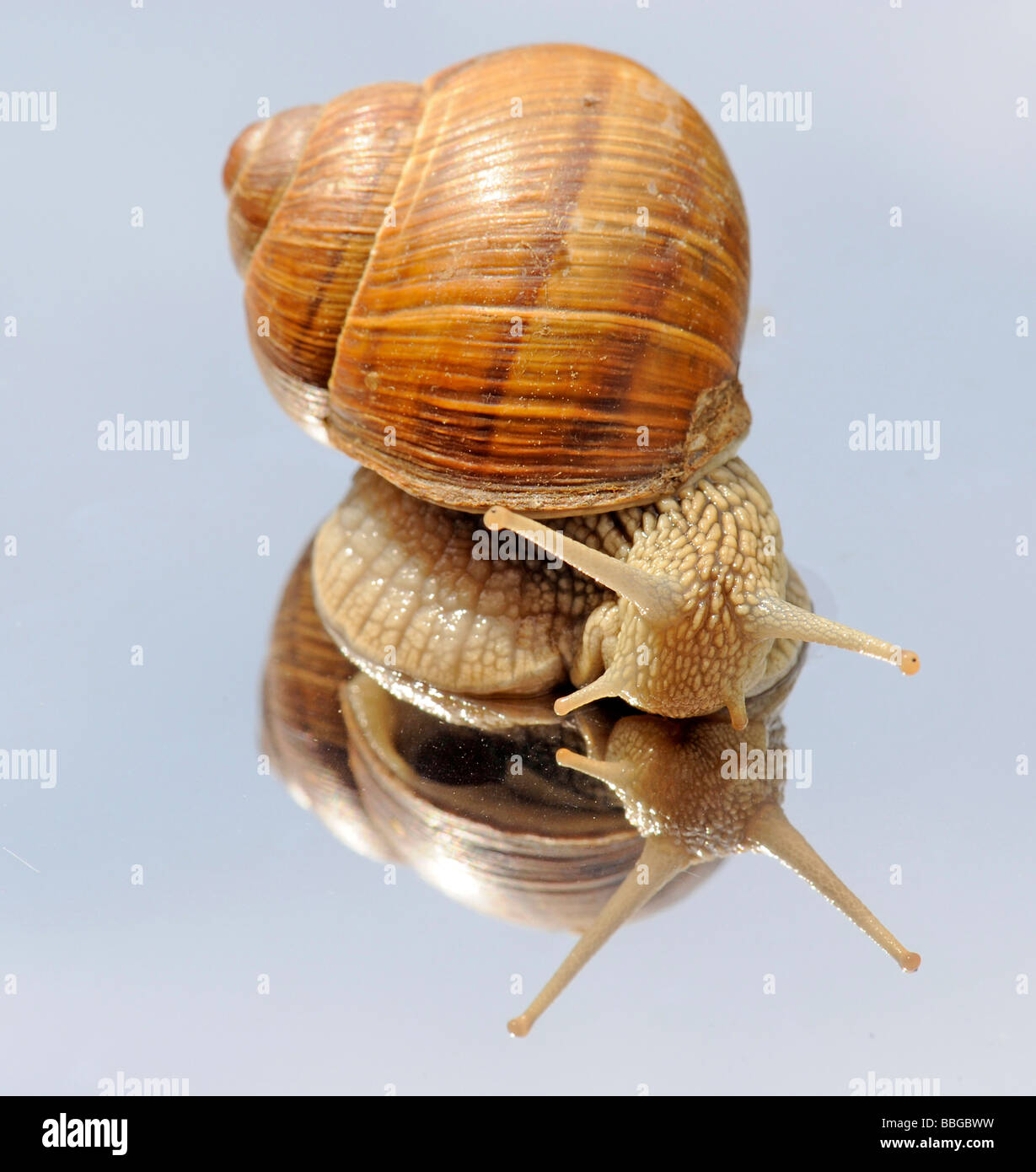 Burgundy snail (Helix pomatia Stock Photo - Alamy