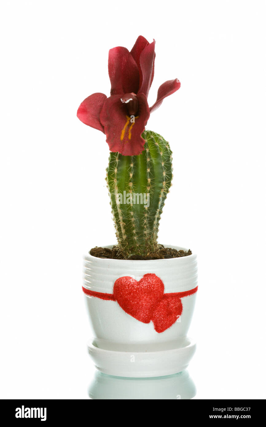 Cactus in flowerpot with heart shapes Isolate on white Stock Photo - Alamy