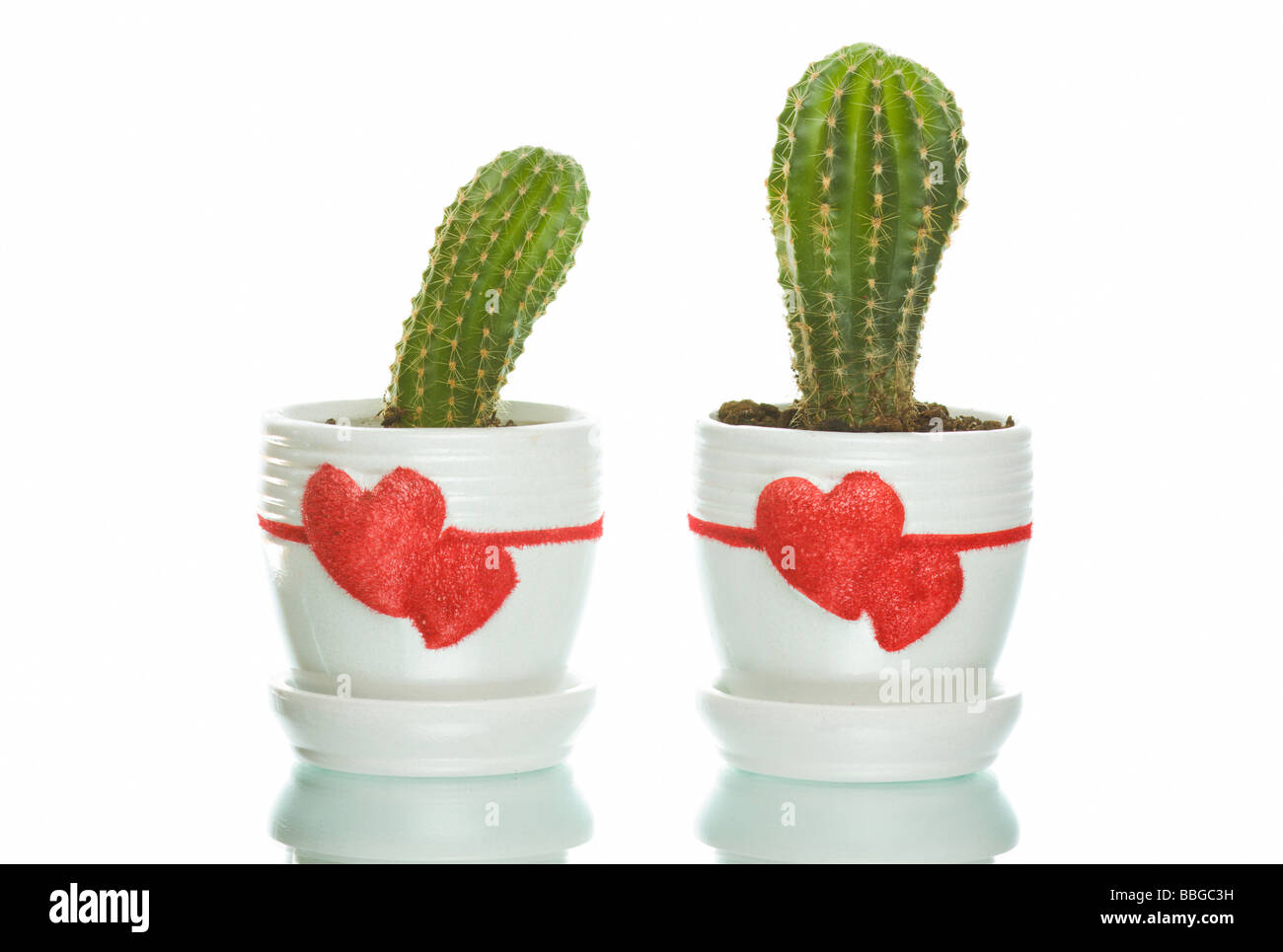 Two cactuses in flowerpots with heart shapes Isolate on white Stock ...