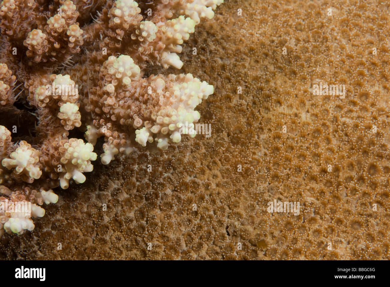 Stone Coral (Acropora sp.), close-up Stock Photo - Alamy