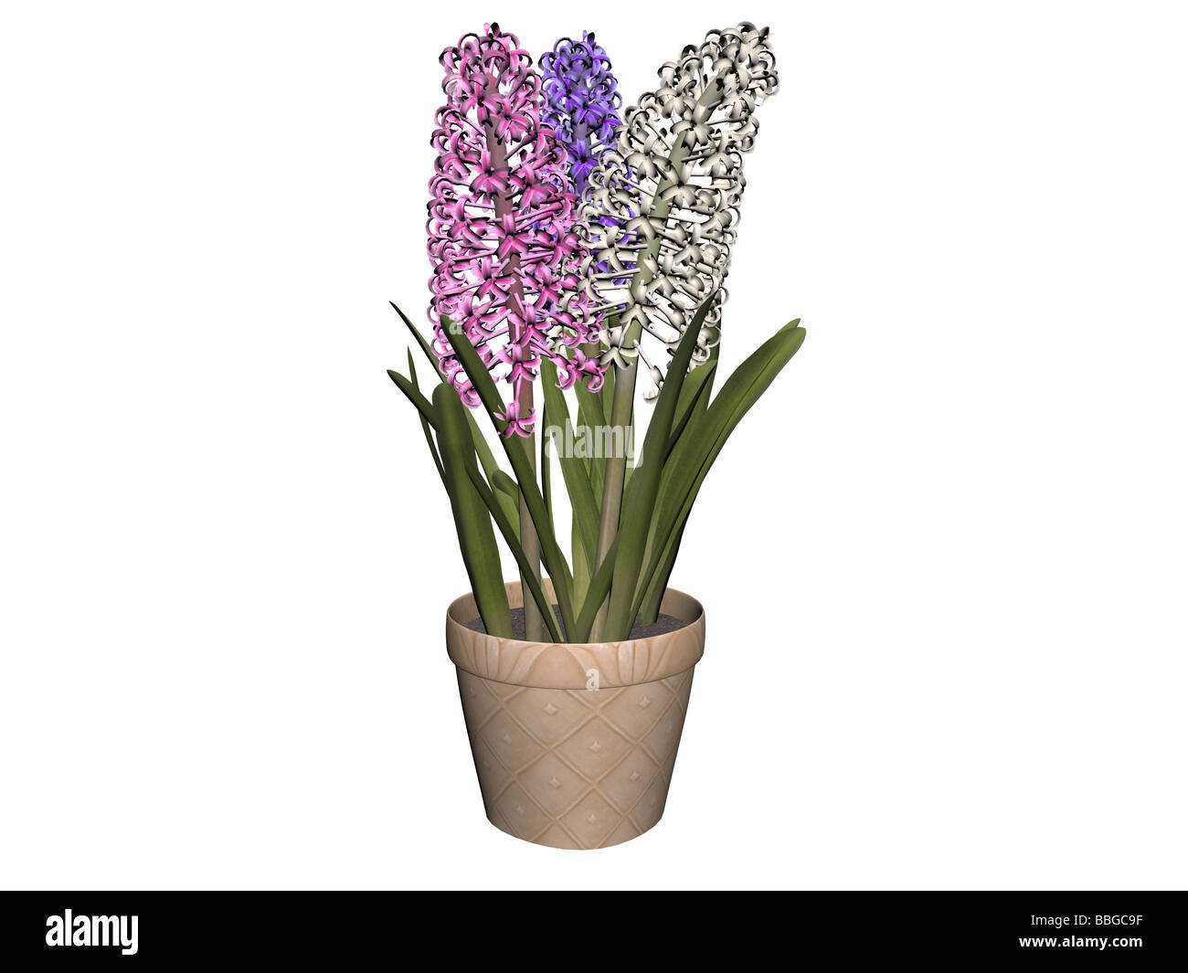 hyacinth in a flower pot rendered with Bryce 6 Stock Photo - Alamy
