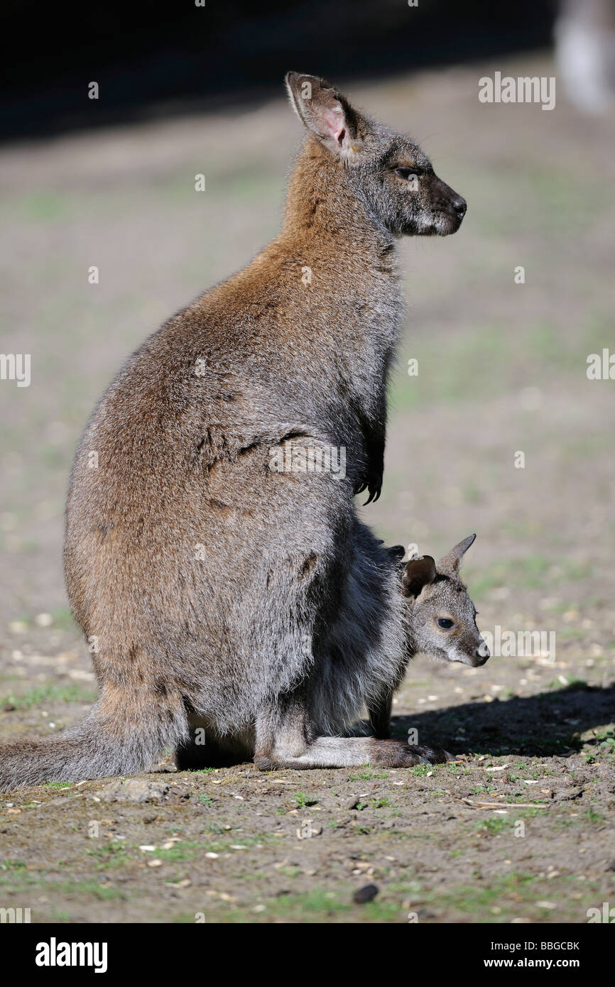 Macropus rufogriseus rufogriseus mammals mammal marsupial mammals ...