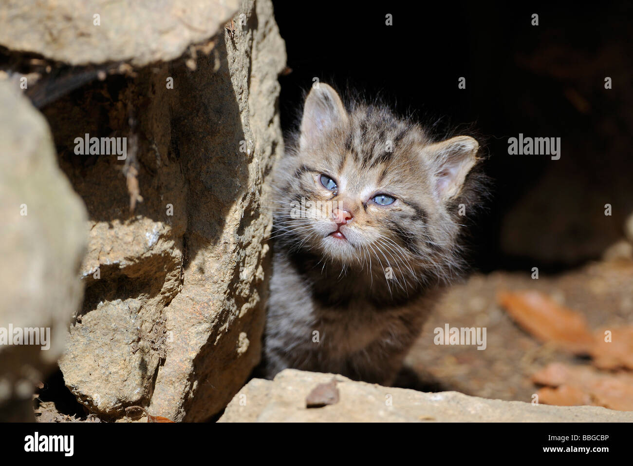 Very young European Wildcat (Felis silvestris), exploring its ...