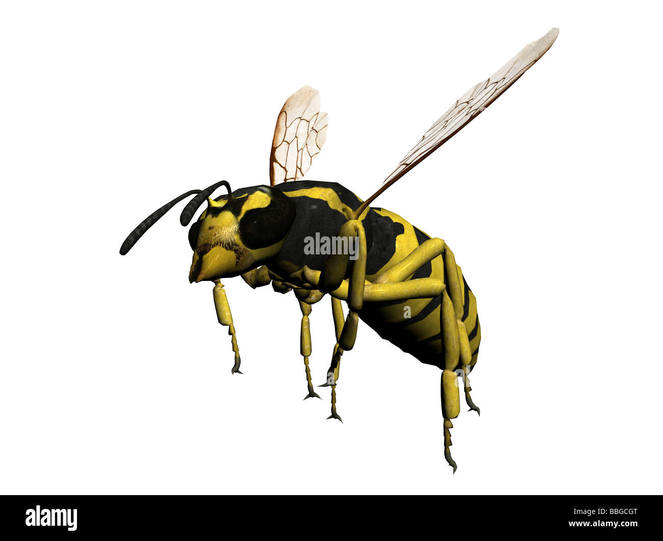 Flying wasp hi-res stock photography and images - Alamy