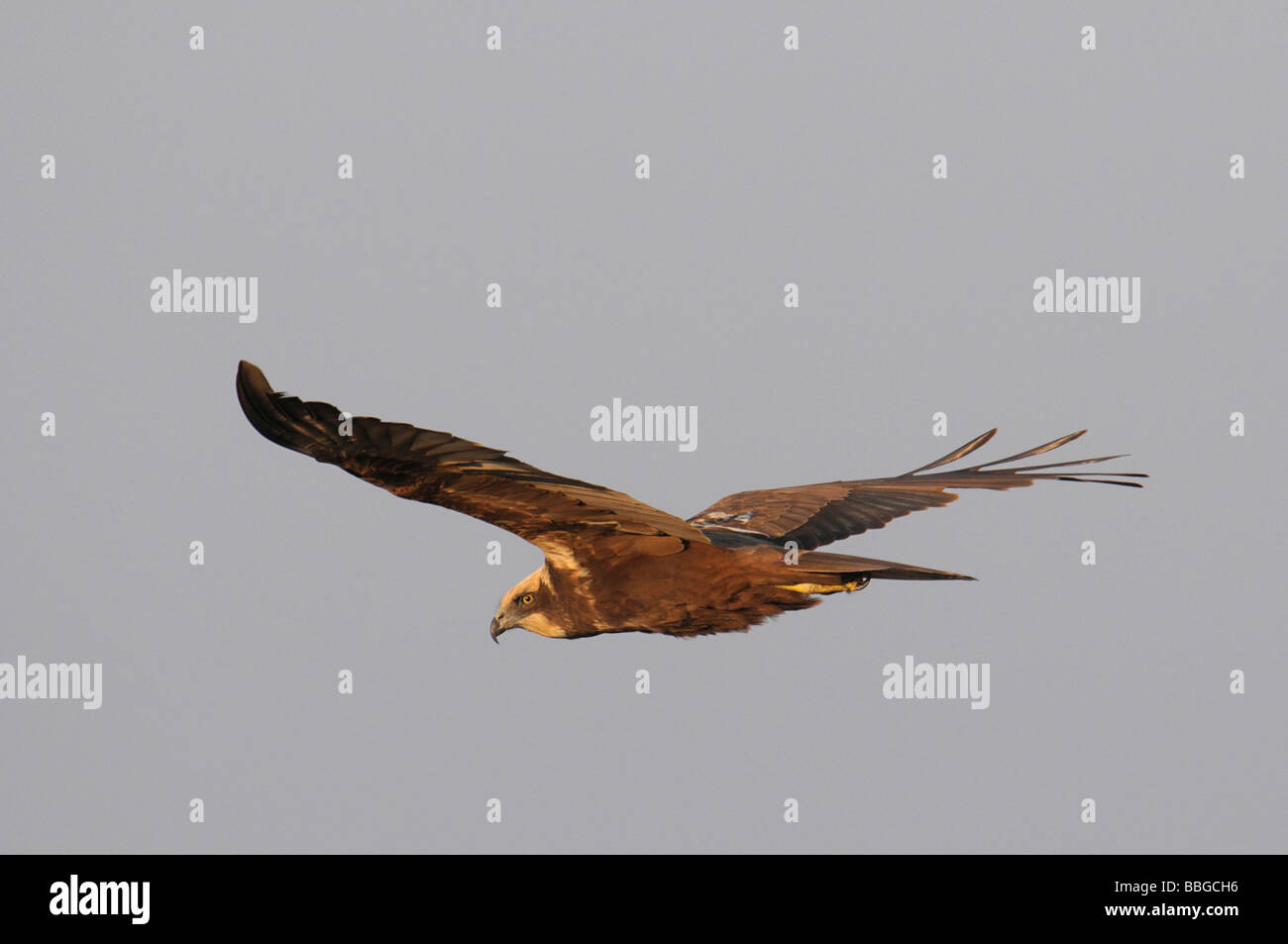 Female Western Marsh Harrier (Circus aeruginosus) in flight Stock Photo ...