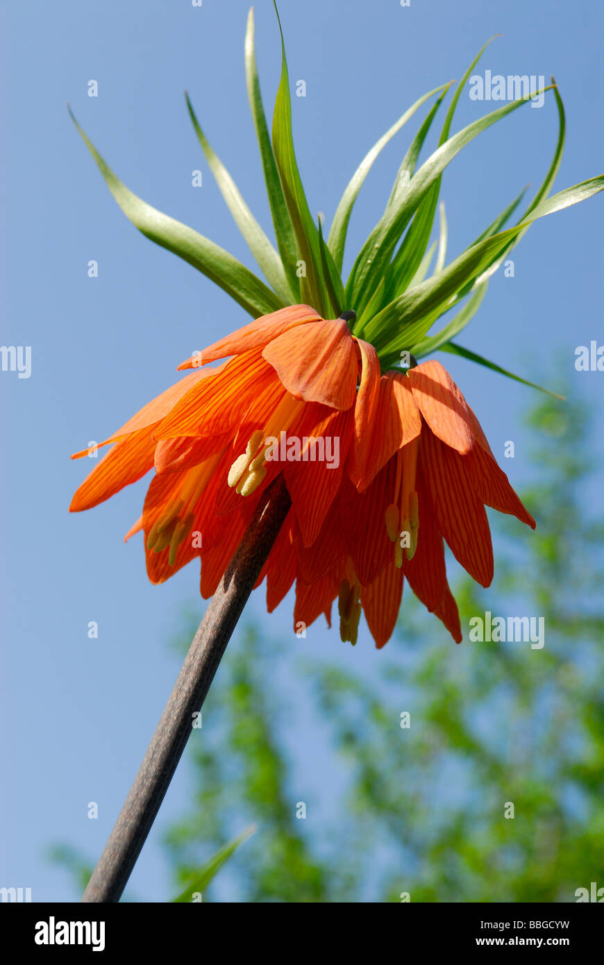 Flower of a Crown Imperial or Kaiser's Crown (Fritillaria imperialis ...