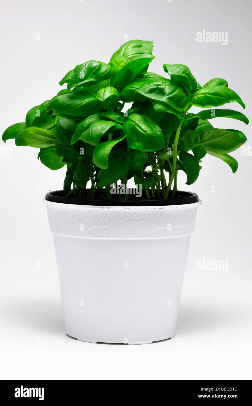 Basil in a pot Stock Photo - Alamy