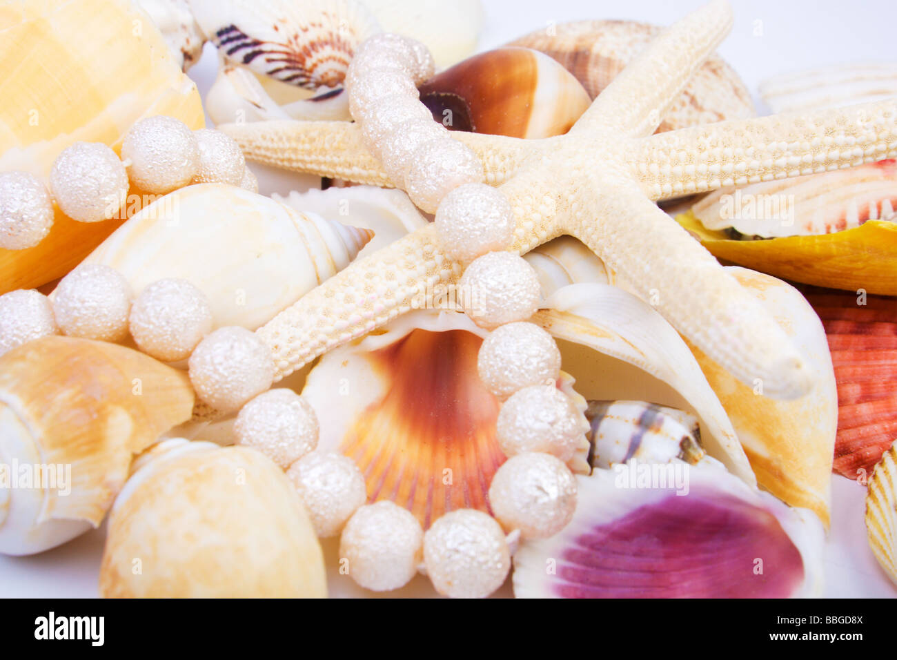 Set of a sea shells and starfish Stock Photo - Alamy