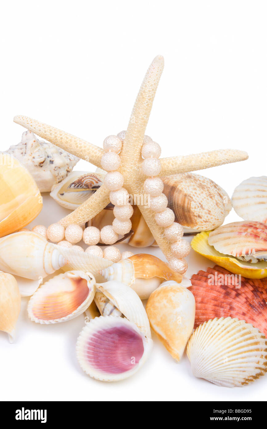 Set of a sea shells and starfish Stock Photo - Alamy
