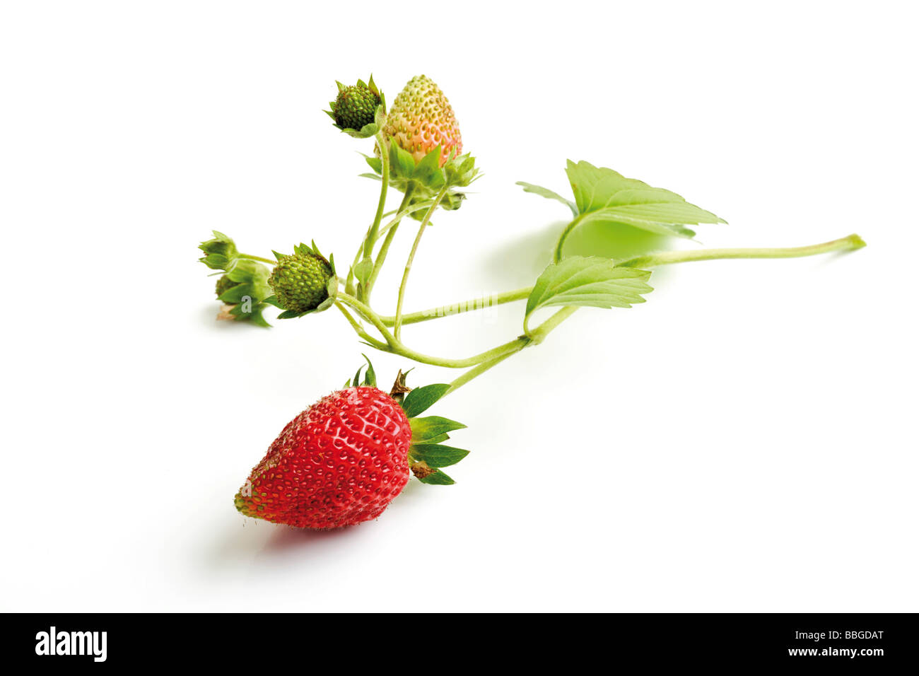 Strawberry with ripeness stages Stock Photo - Alamy