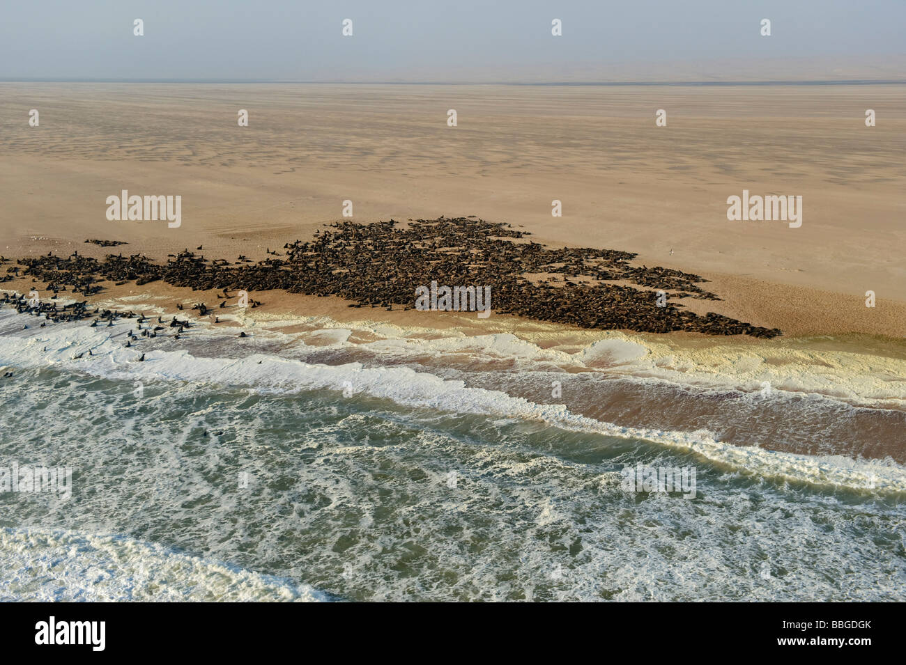 Colony of seals in the Namib Desert, aerial picture, Namibia, Africa ...