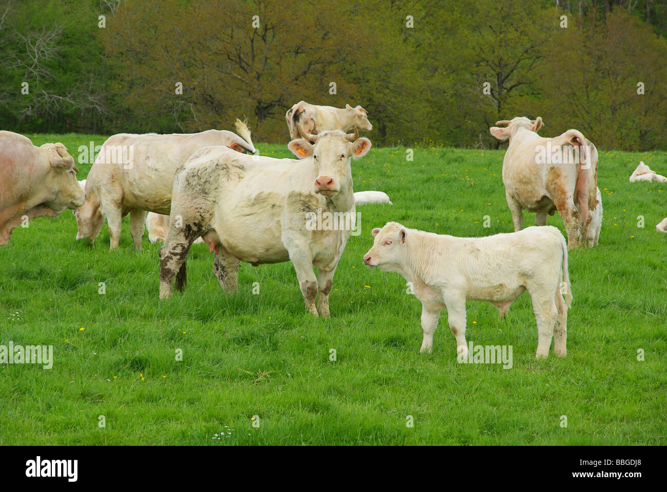 Rind cow 26 Stock Photo - Alamy