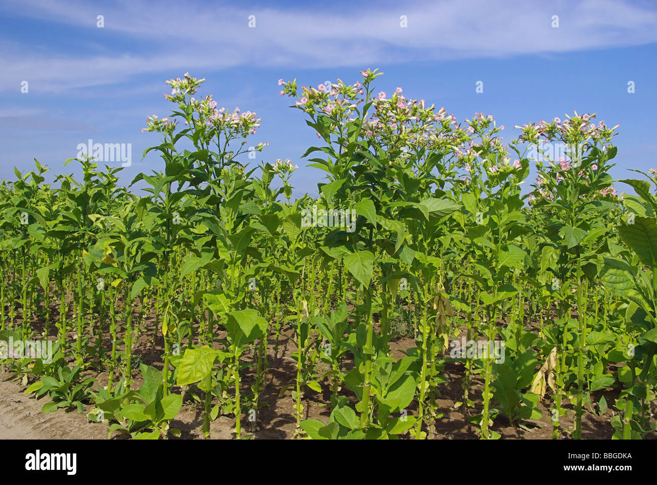 Tobacco blossom hi-res stock photography and images - Alamy