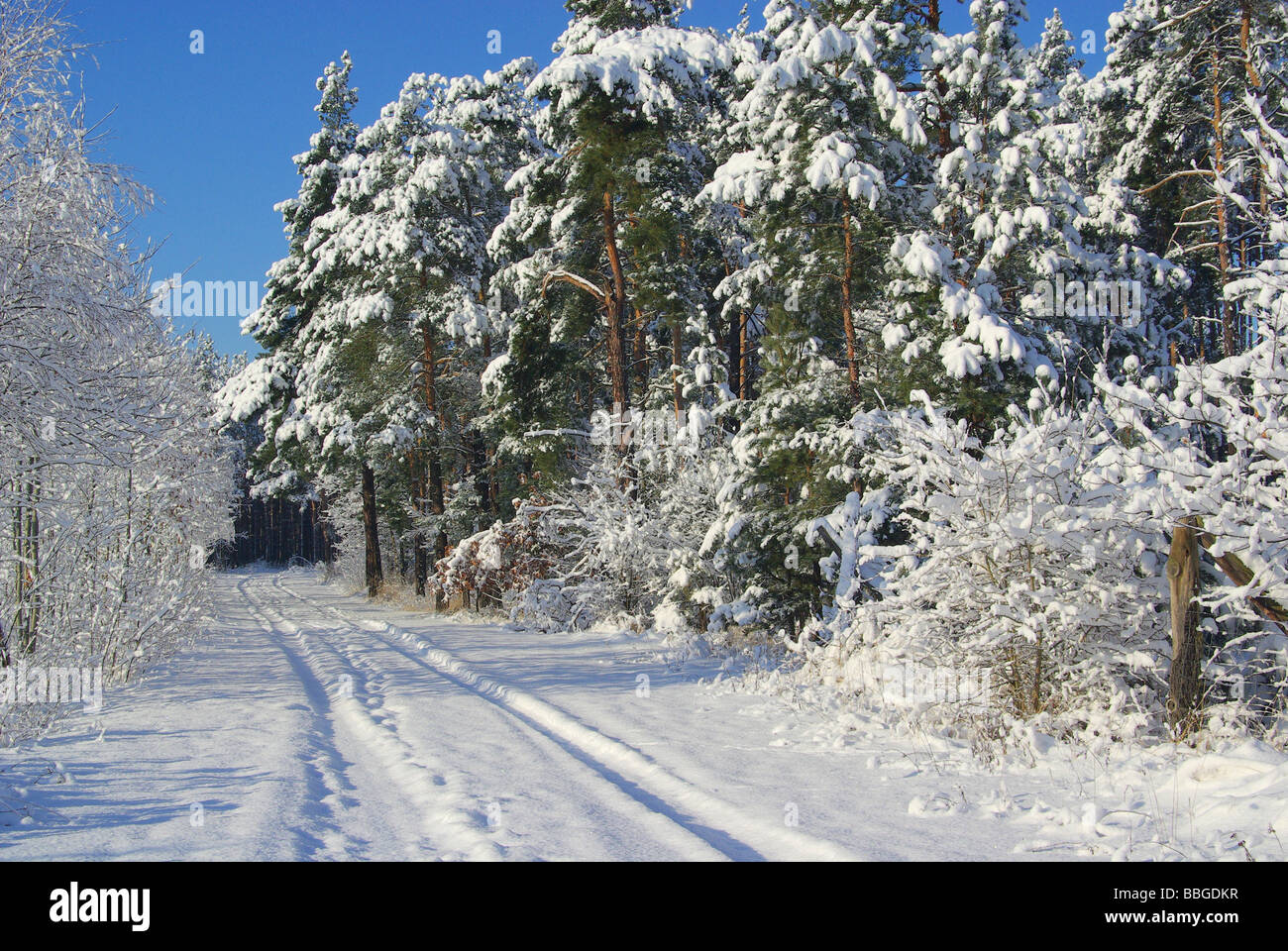 Wald im Winter forest in winter 14 Stock Photo - Alamy