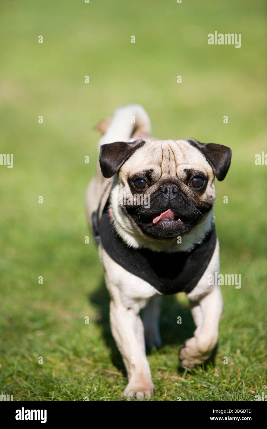 Running pug hi-res stock photography and images - Alamy