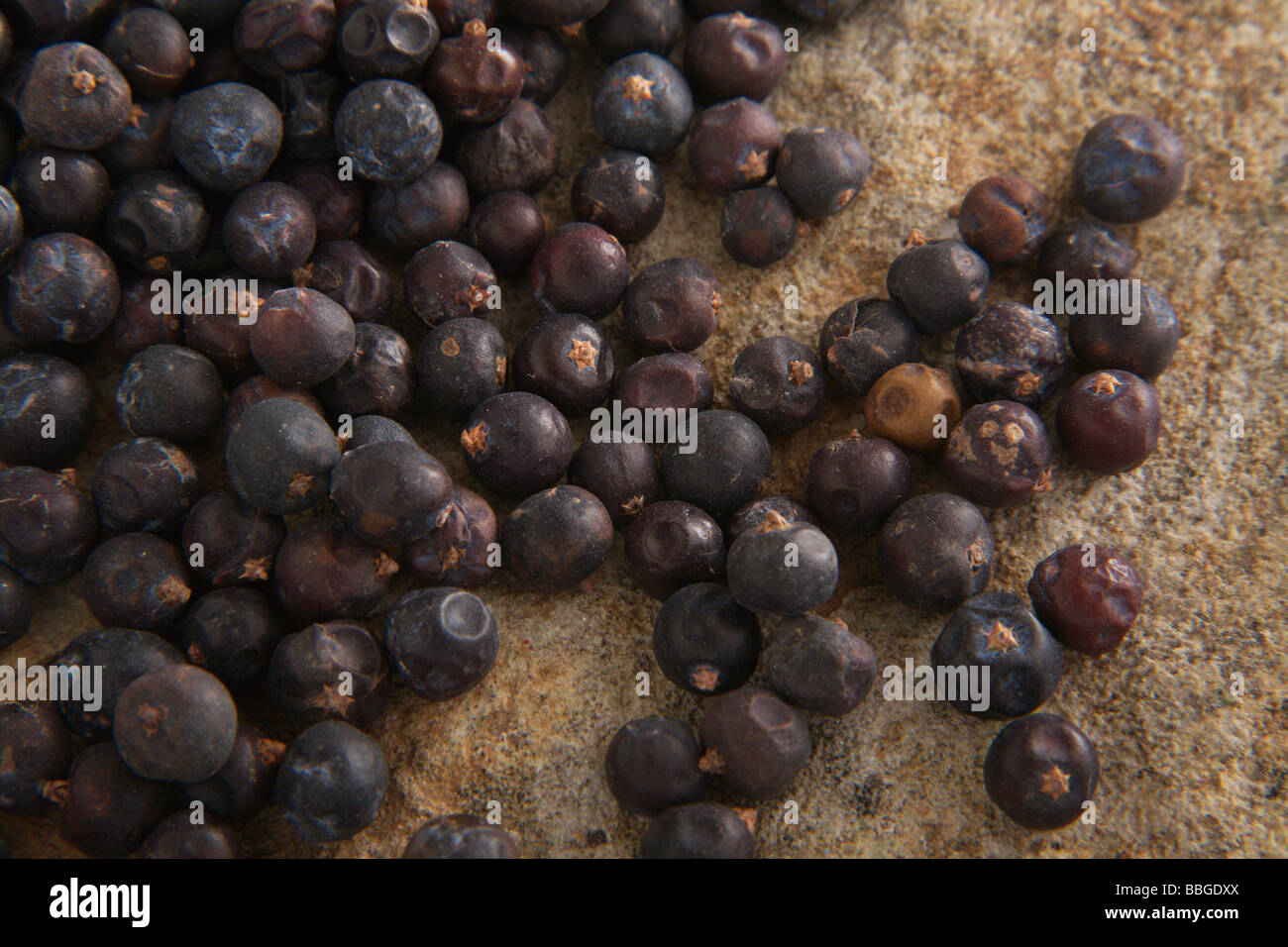 Juniper fruits hi-res stock photography and images - Alamy