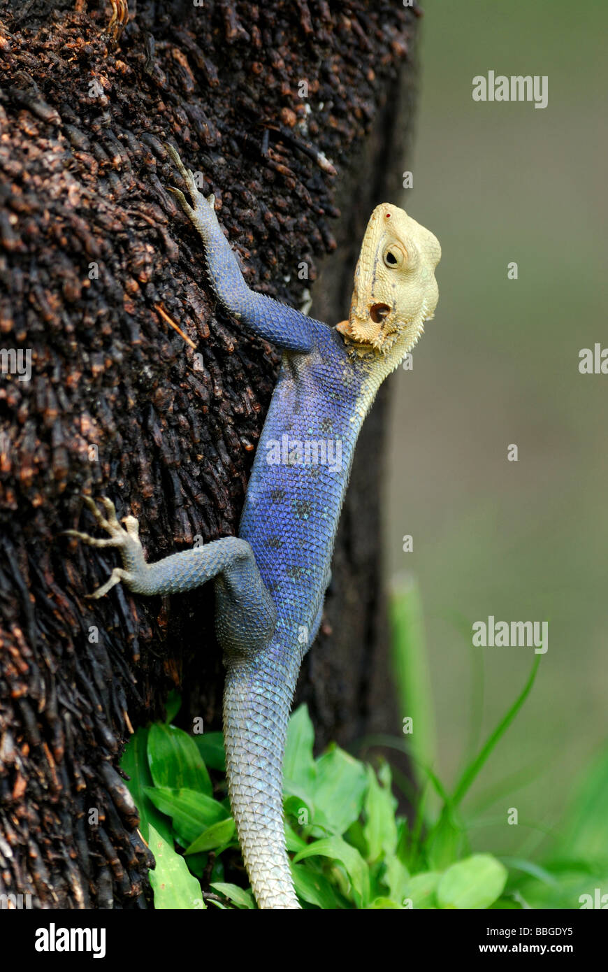 Red-headed Rock Agama Stock Photo - Alamy
