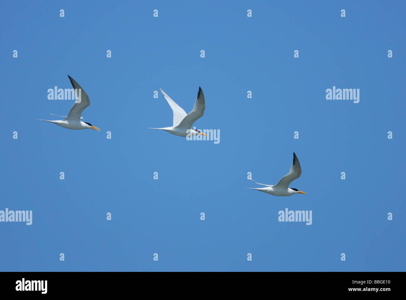 Flying tern hi-res stock photography and images - Alamy