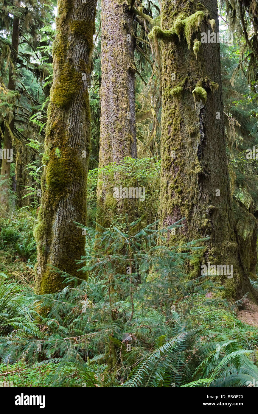 Rainforest, Hoh Rainforest, Olympic National Park, Washington, USA ...