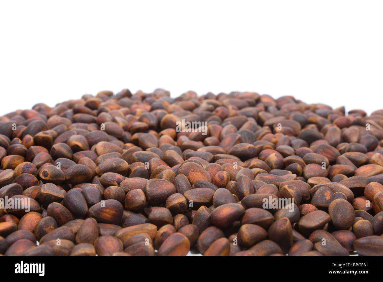 Cedar seed hi-res stock photography and images - Alamy