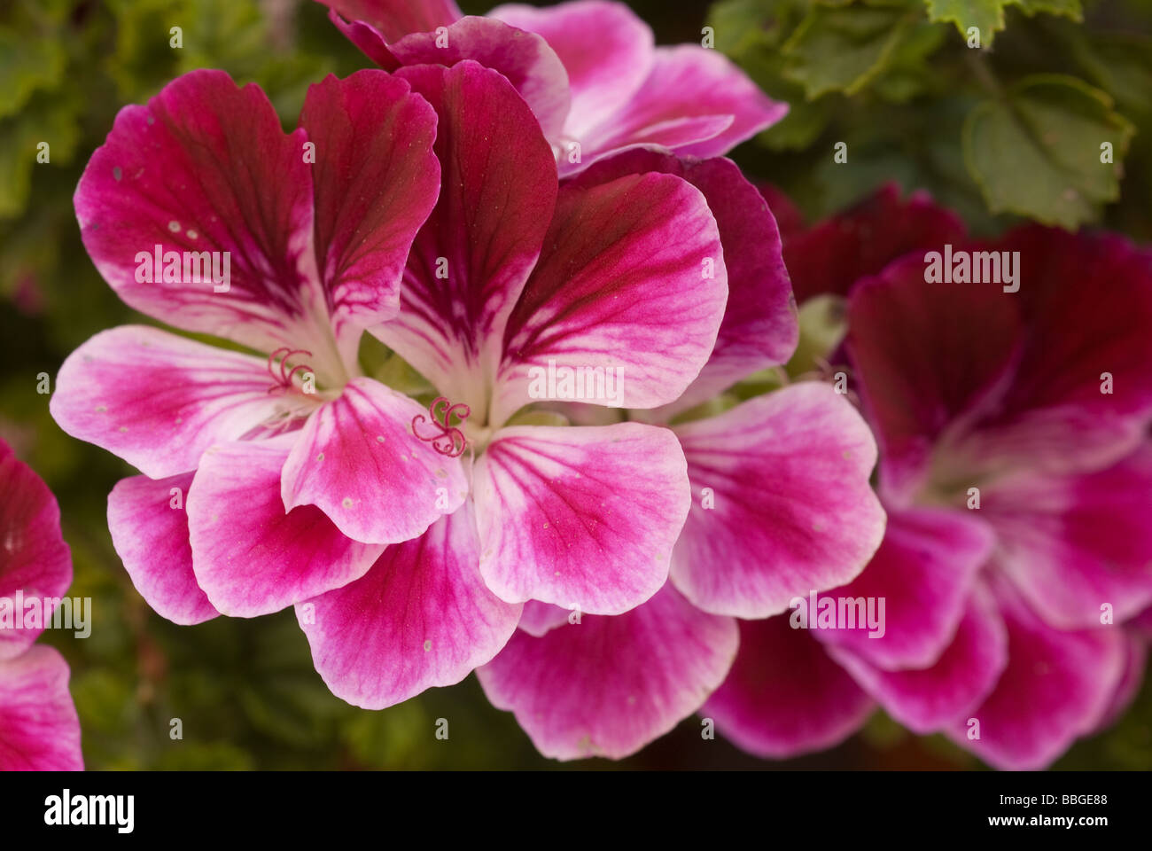 Pelargonium sp. "Seely Pancy", geranio, Geraniaceae Stock Photo - Alamy