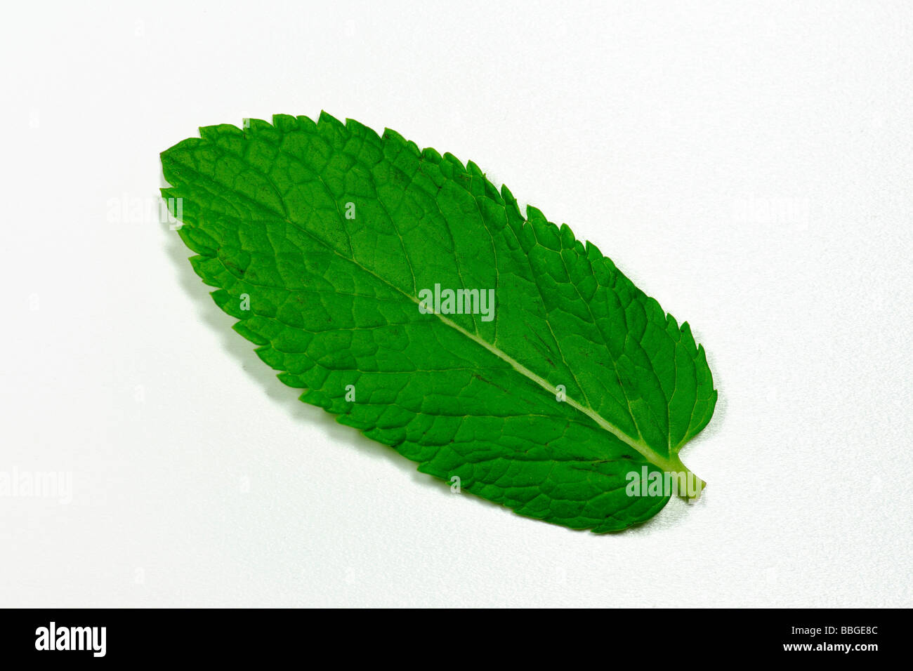Separate leaf Cut Out Stock Images & Pictures - Alamy