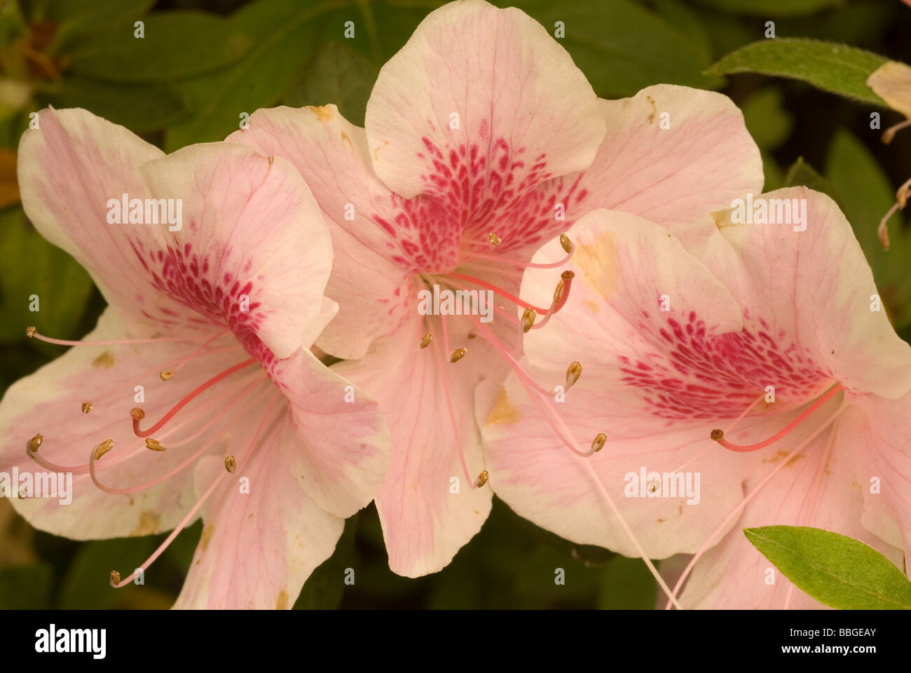 Azalea indica hi-res stock photography and images - Alamy