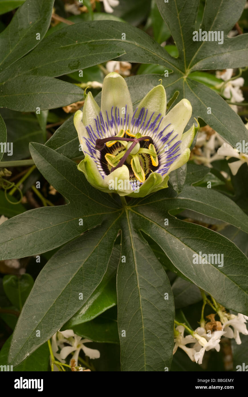 Passion Flower Passiflora caerulea, Passifloraceae Stock Photo - Alamy