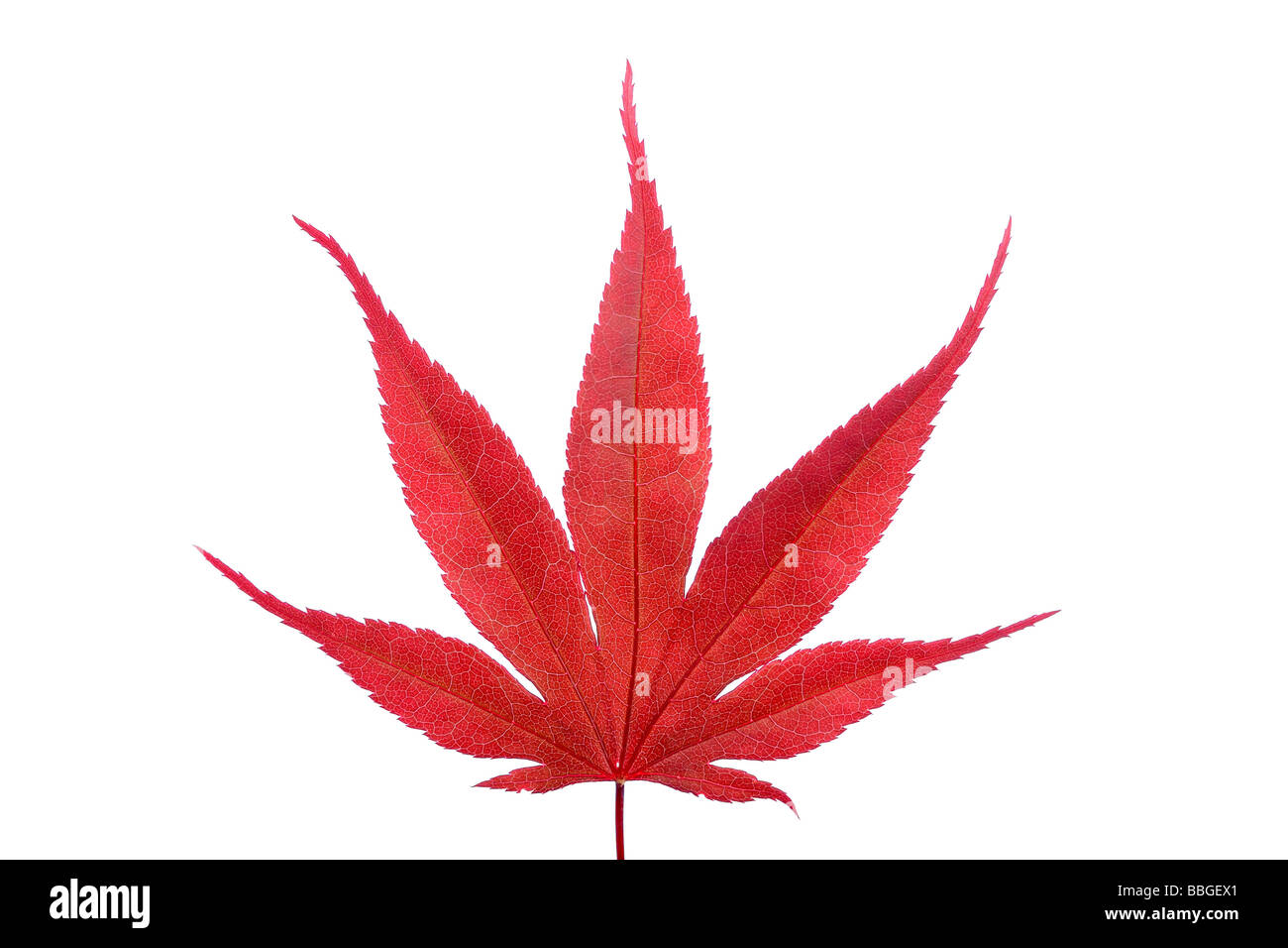 Red leaf of the Japanese Maple (Acer palmatum Stock Photo - Alamy