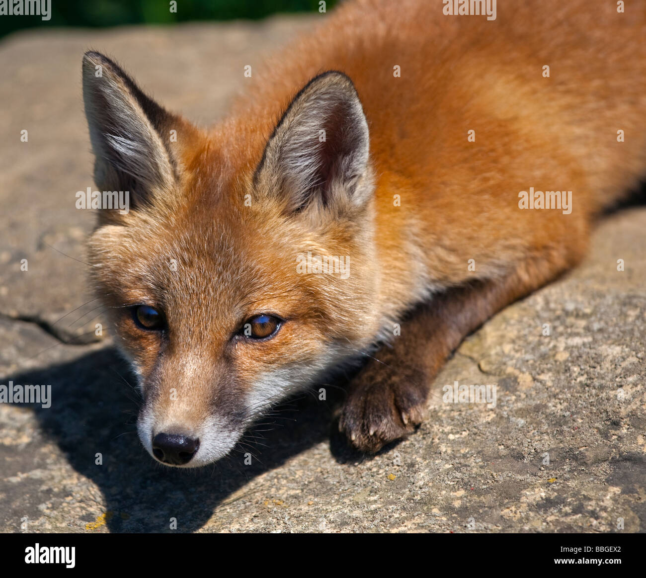 Juvenile Red Fox (vulpes vulpes), UK Stock Photo - Alamy